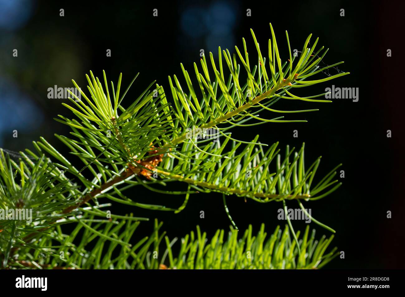 Douglas fir (Pseudotsuga menziesii) needles, Metolius Wild and Scenic ...
