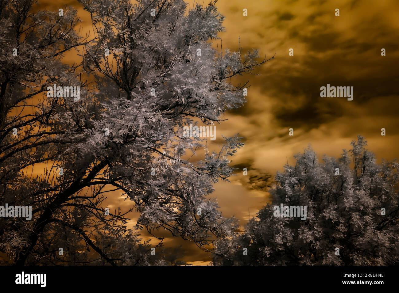 Infrared image of an ash tree (Fraxinus excelsior) infected with the ...