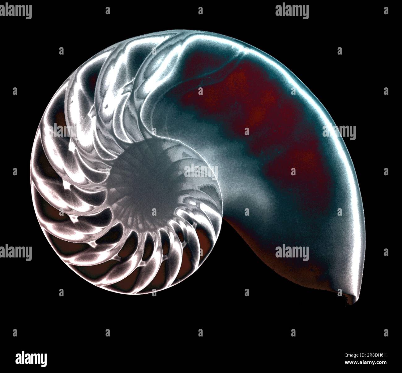 Coloured X-ray of the internal structure of a nautilus (Nautilus sp ...