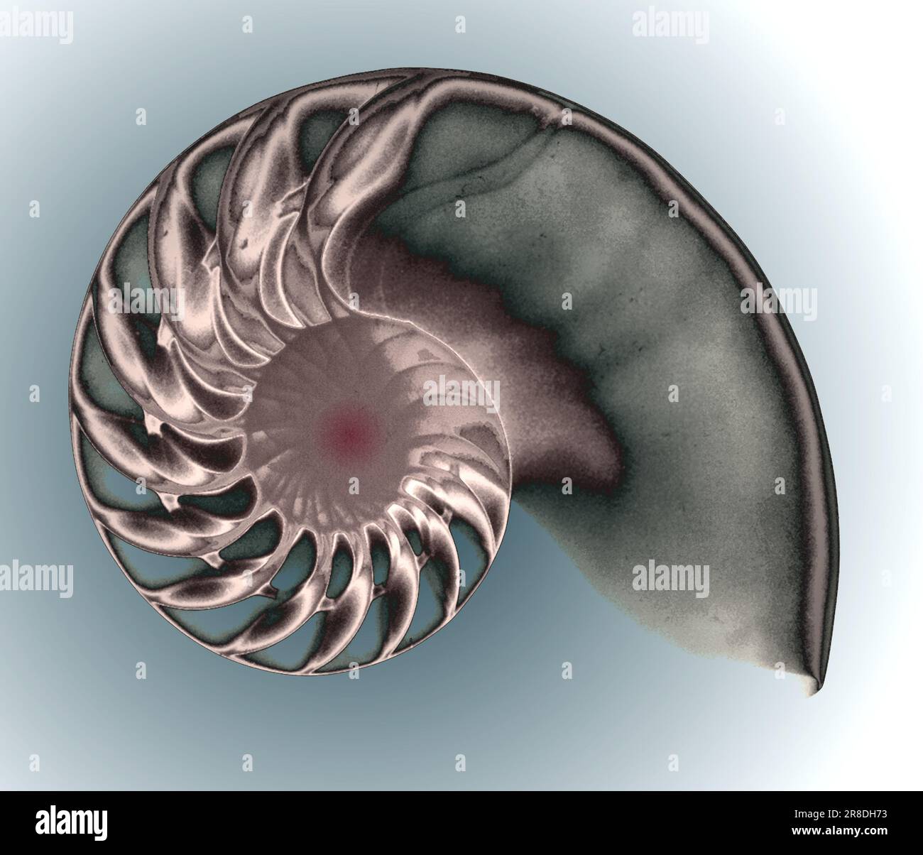 Coloured X-ray of the internal structure of a nautilus (Nautilus sp ...