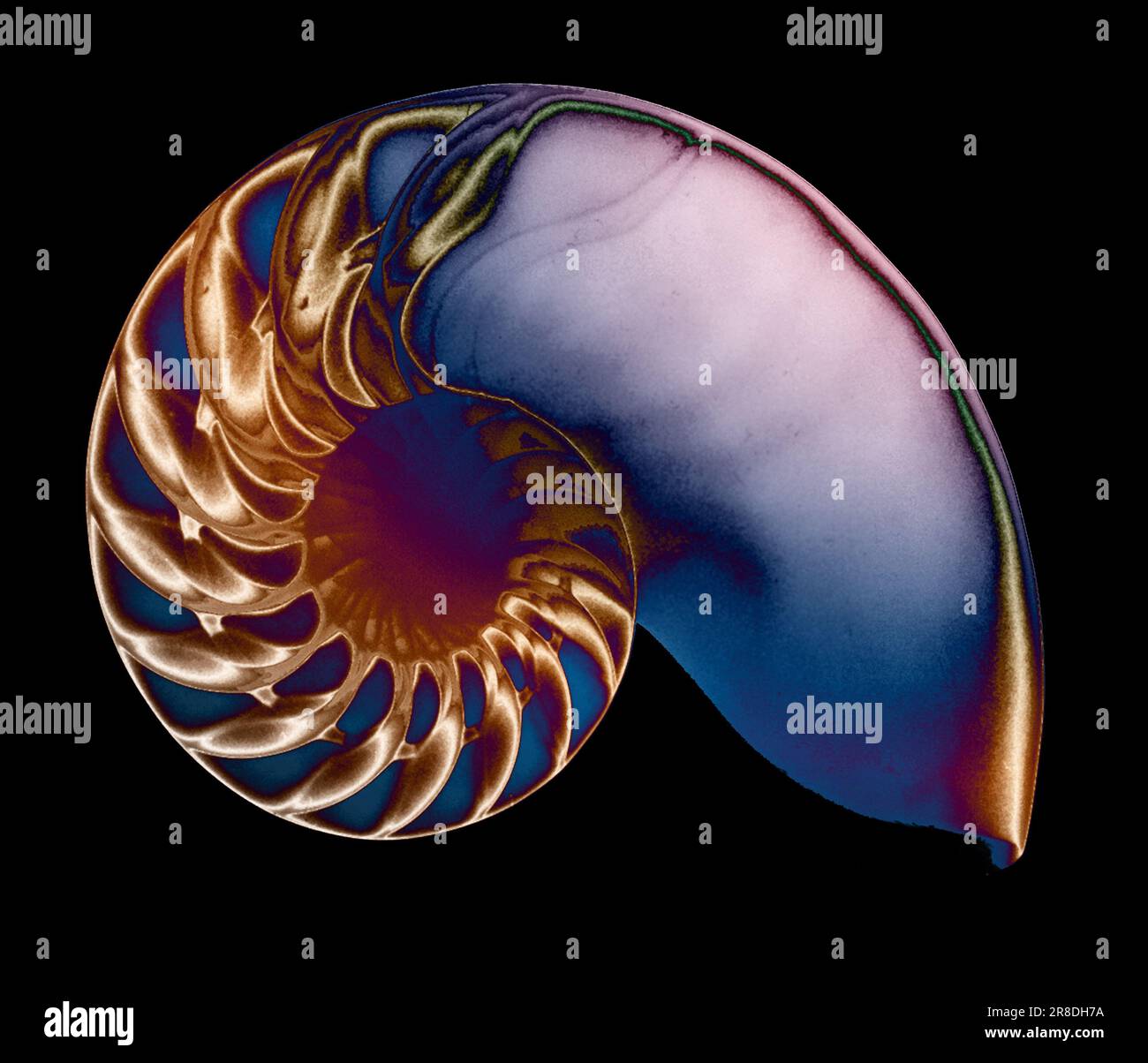 Coloured X-ray of the internal structure of a nautilus (Nautilus sp ...