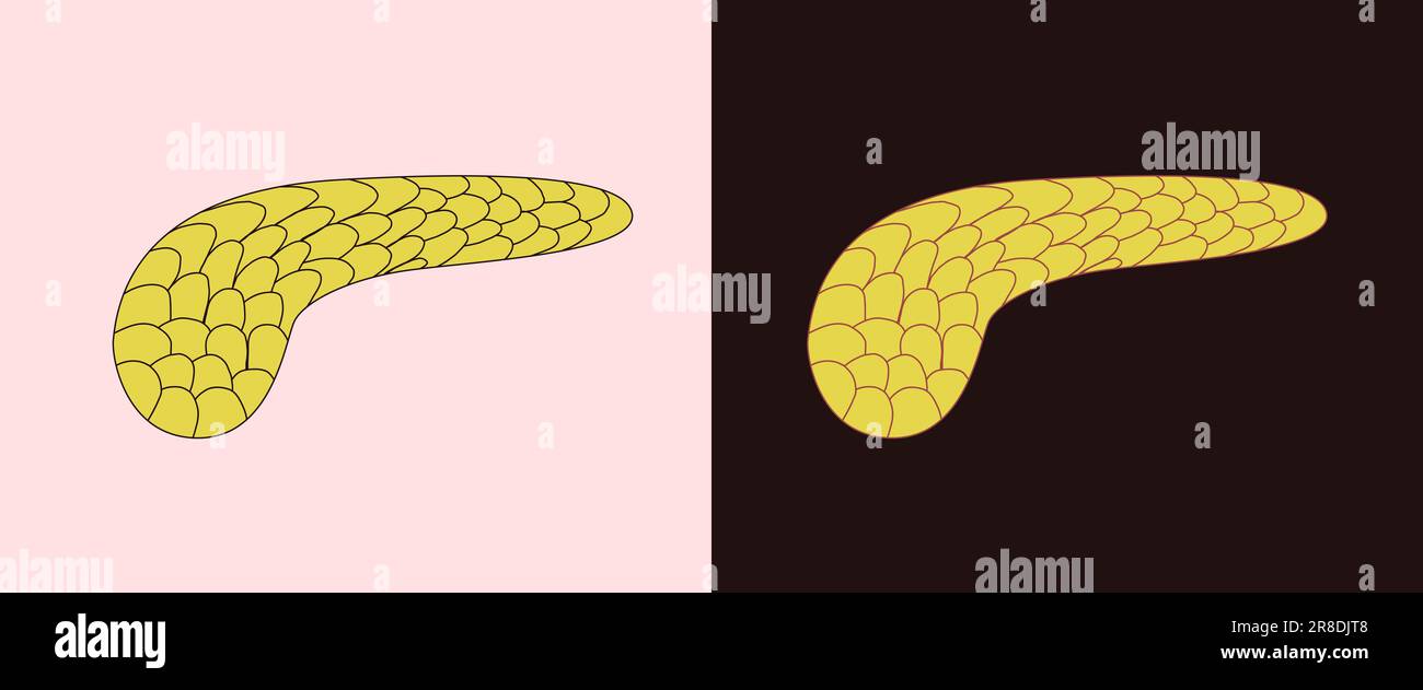 Flat simple doodle drawing of human pancreas. Isolated internal organ ...