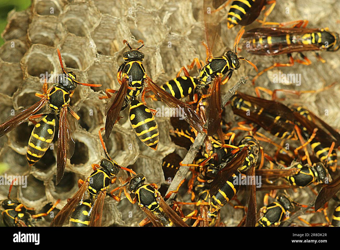 Asian paper wasp (Polistes chinensis) on nest Stock Photo - Alamy