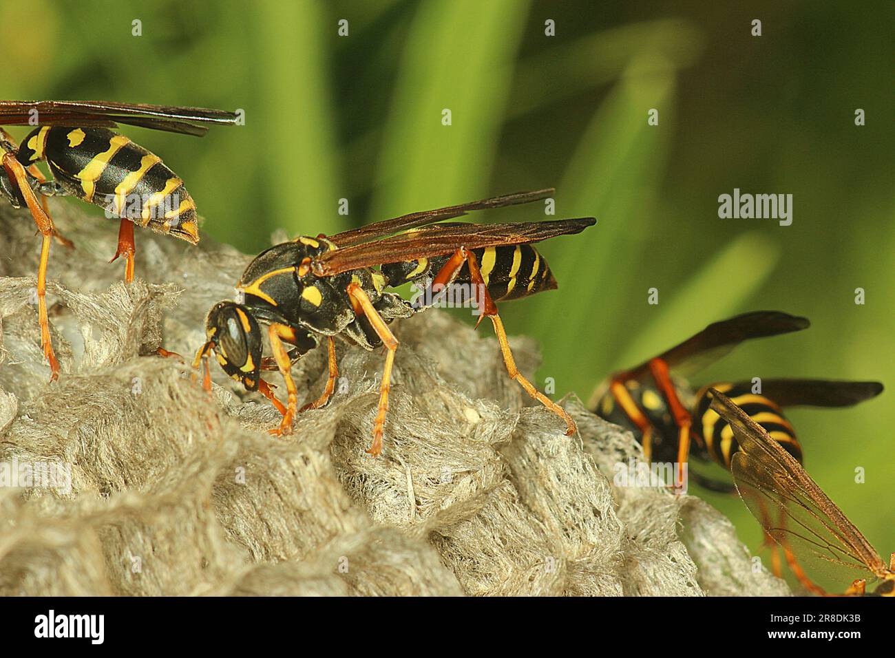 Asian paper wasp (Polistes chinensis) on nest Stock Photo - Alamy