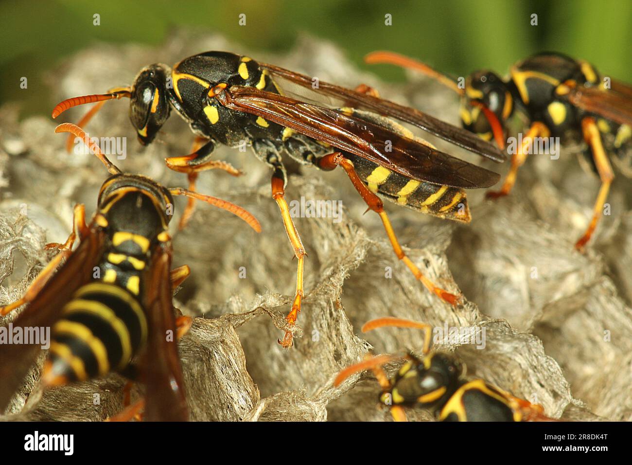 Asian paper wasp (Polistes chinensis) on nest Stock Photo - Alamy