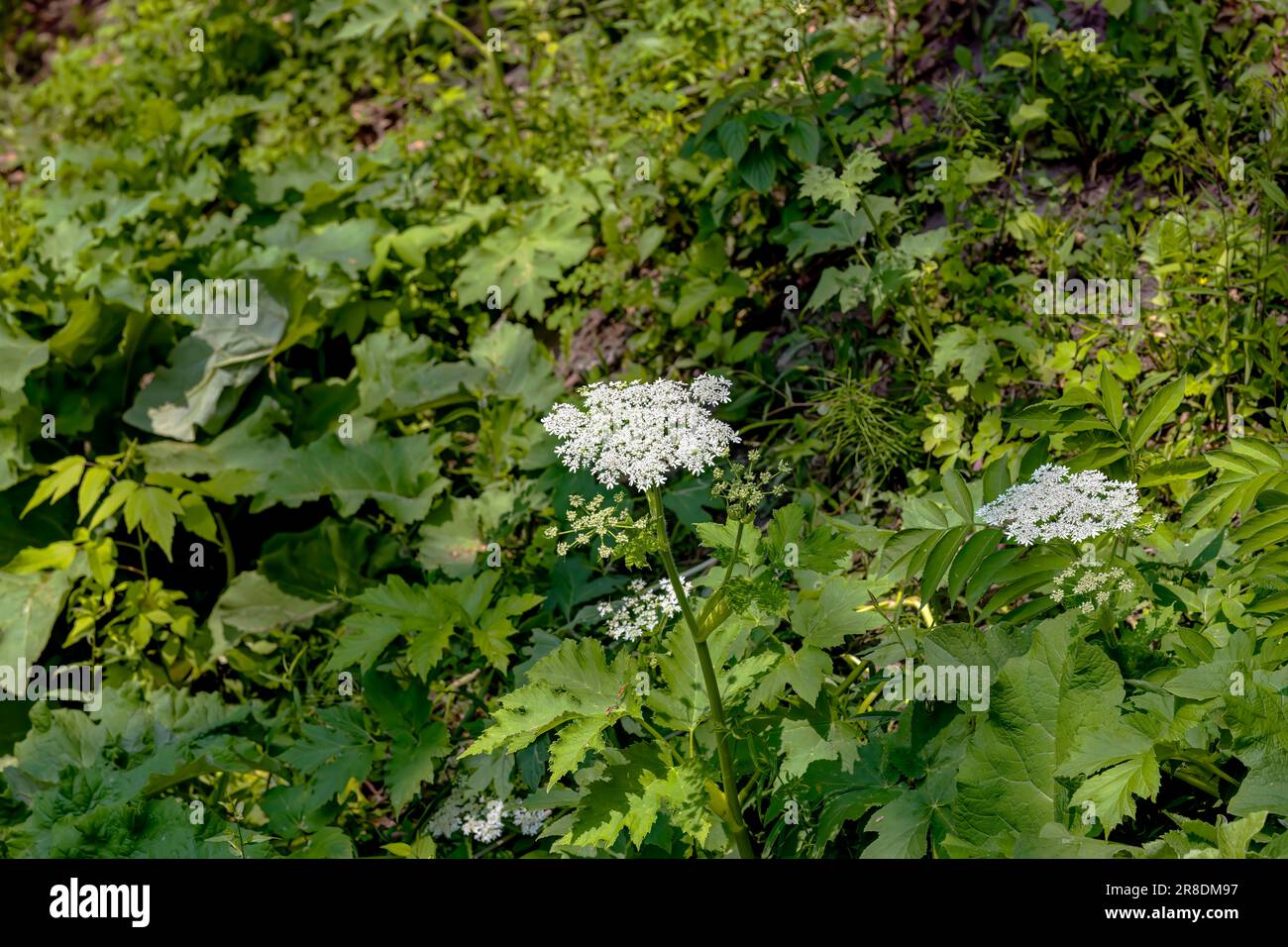 American Cow parsnip (Heracleum maximum) is also known as Satan celery ...