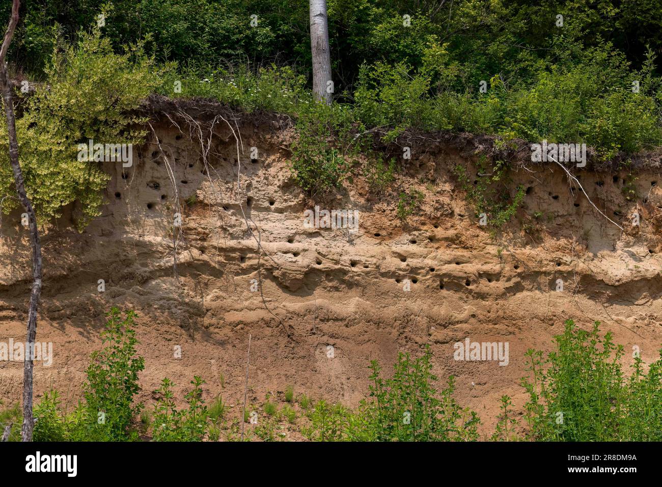 The coastal wall with excavated nest burrows of from colony the Sand ...