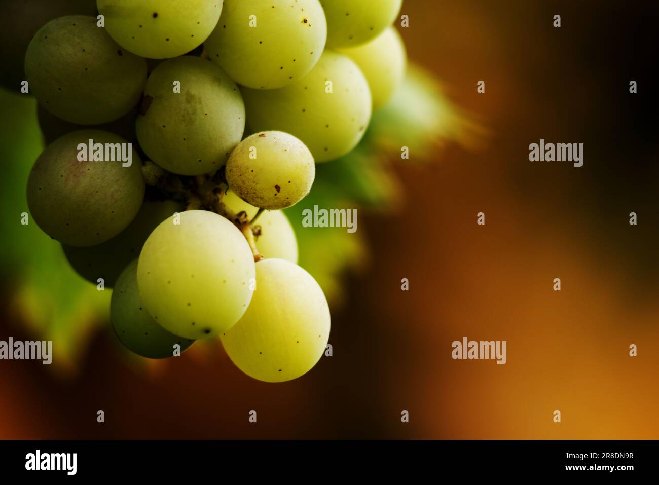 Organic white grapes hi-res stock photography and images - Alamy