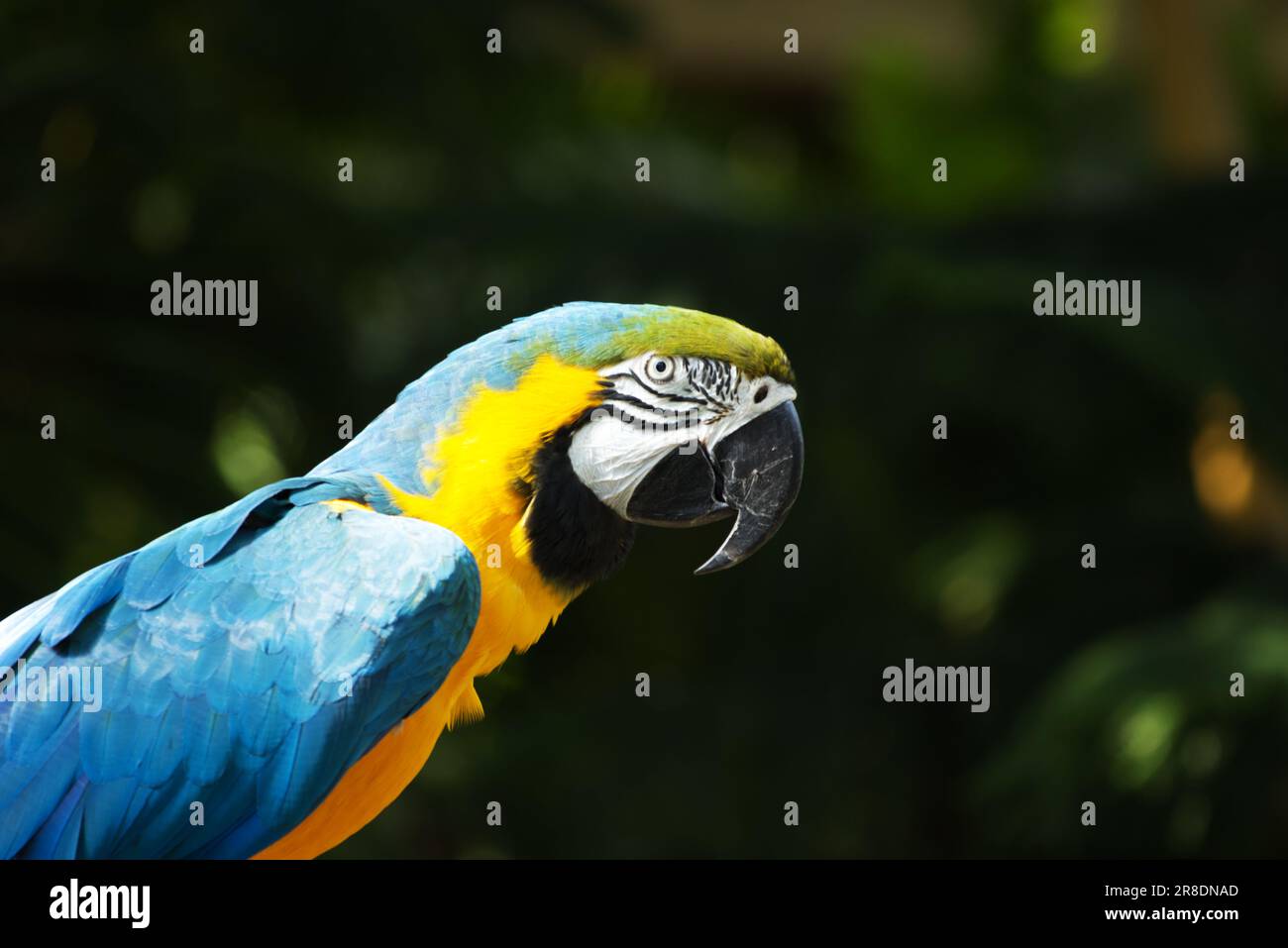Dark blue parrot hi-res stock photography and images - Alamy