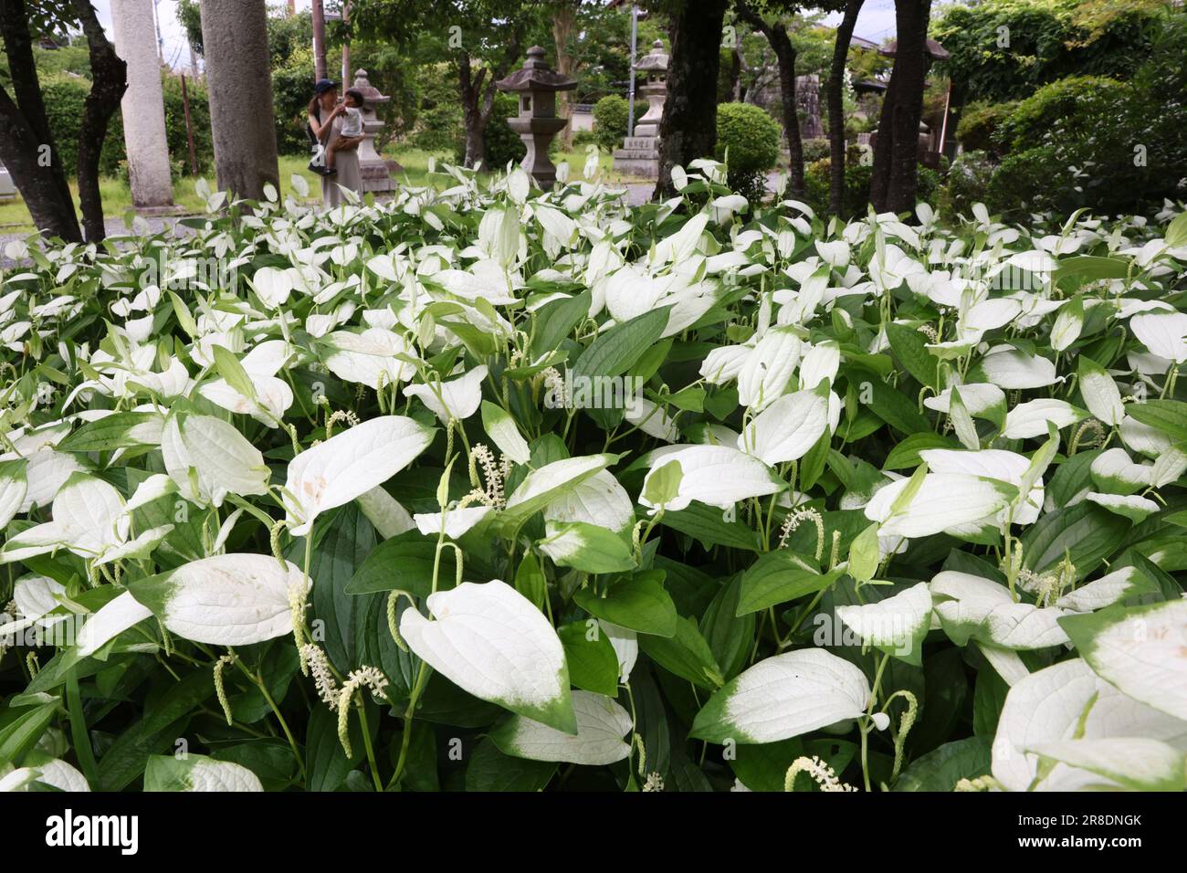 Flowers of Asian lizard's tail bloom and leaves turn white at Miyake ...