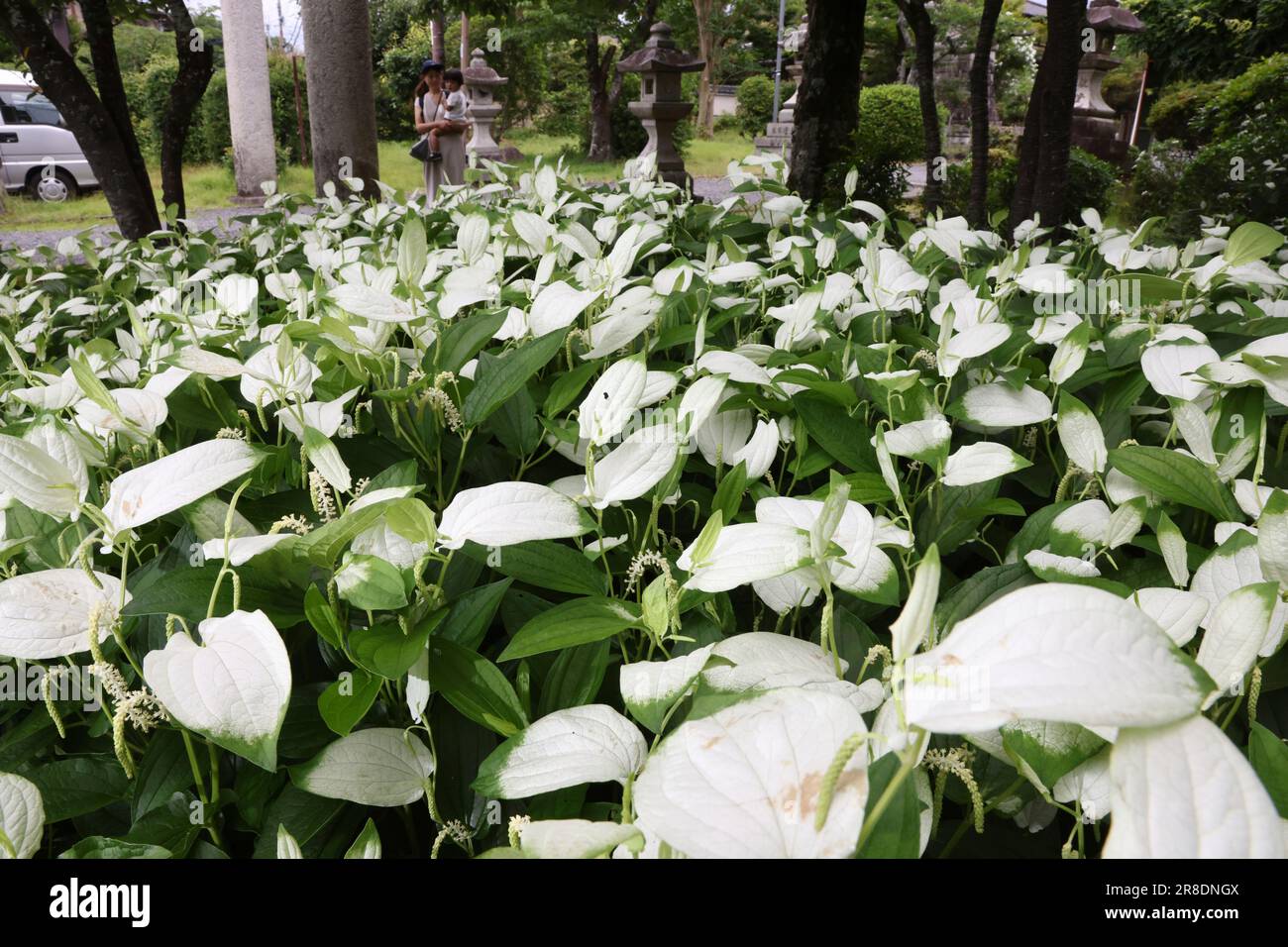 Flowers of Asian lizard's tail bloom and leaves turn white at Miyake ...