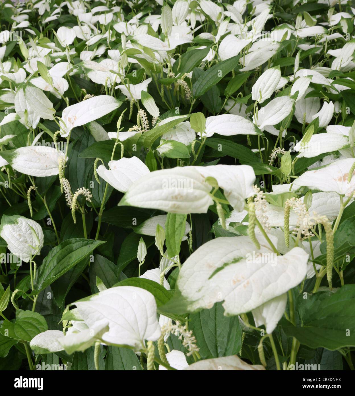 Flowers of Asian lizard's tail bloom and leaves turn white at Miyake ...