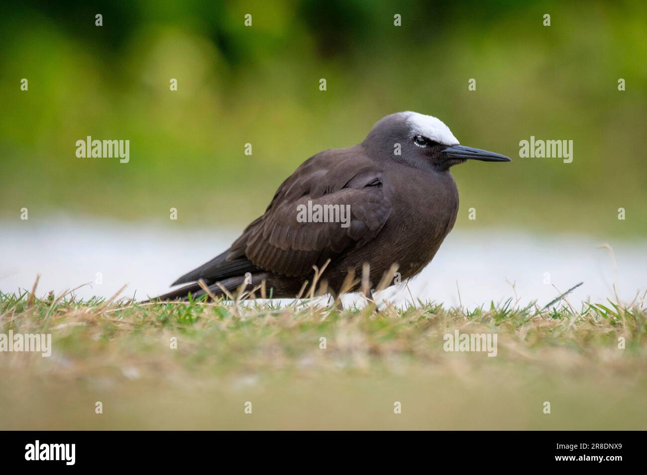 Lady Elliot Island Stock Photo - Alamy