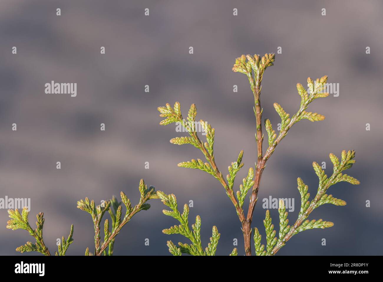 Thuja occidentalis leaf close up white cedar tree detail outdoor Stock ...