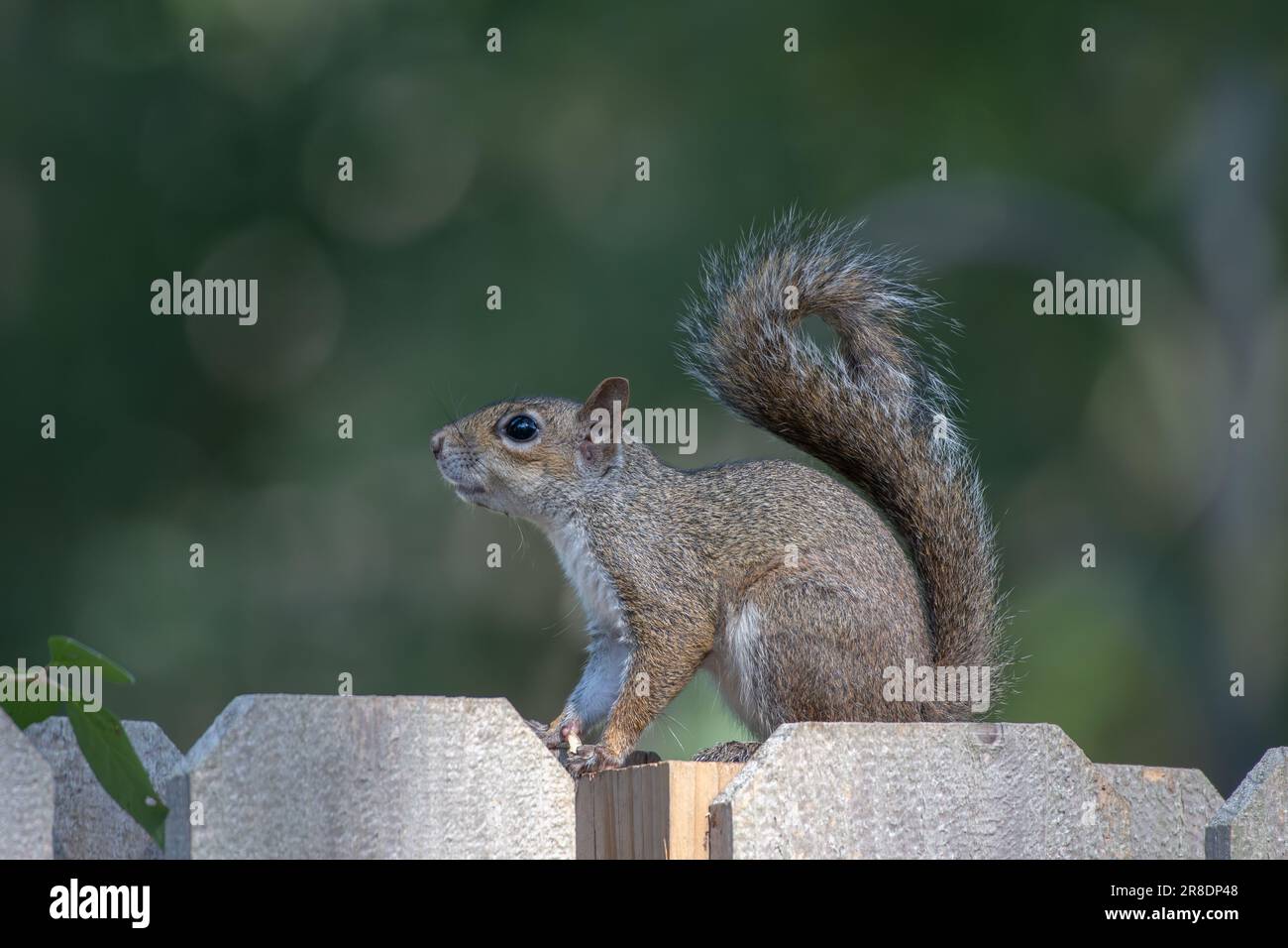 A squirrel seen in profile as it looks up, its tail over its back Stock ...