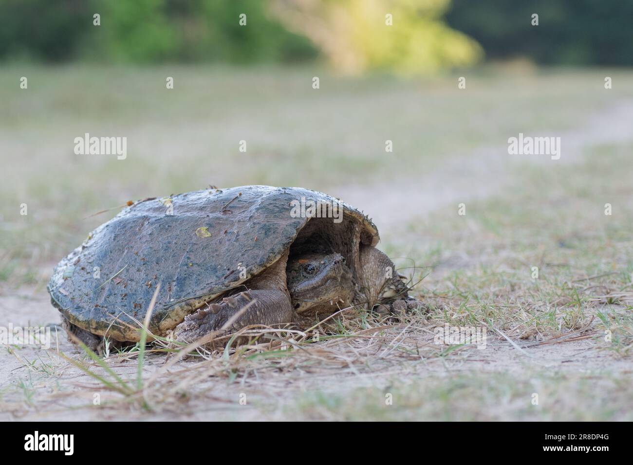 A common snapping turtle, Chelydra serpentina, resting on a footpath in ...