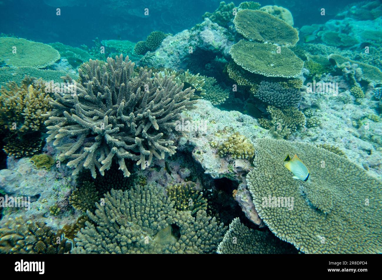 Lady Elliot Island Stock Photo - Alamy