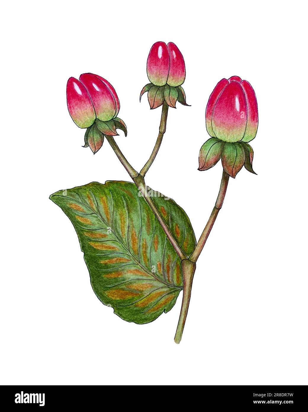 Hypericum androsaemum watercolor hand drawn, with red berry and green ...