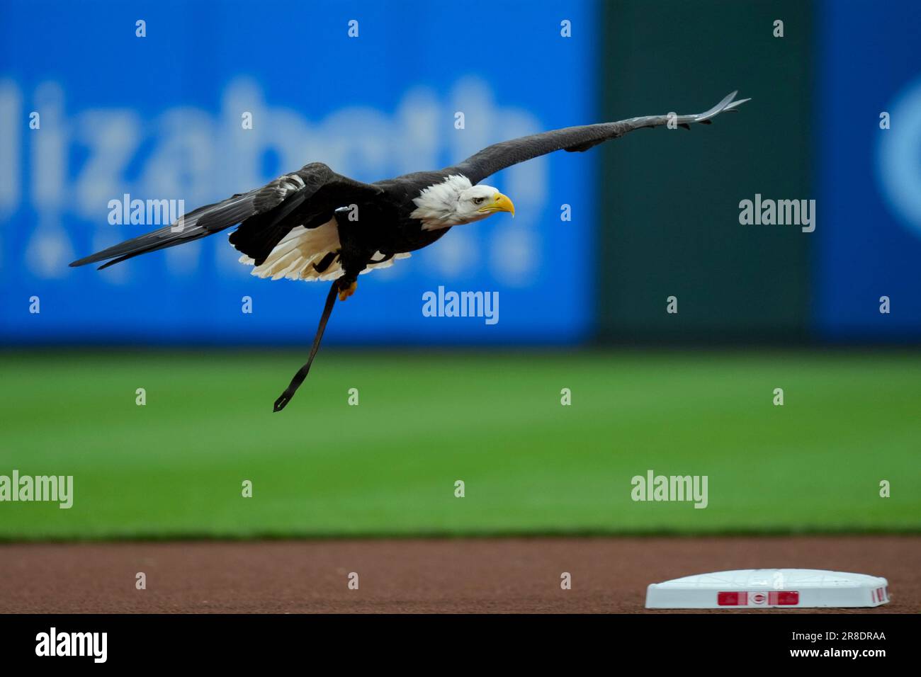 Sam the bald eagle flies on the field during the national anthem before ...