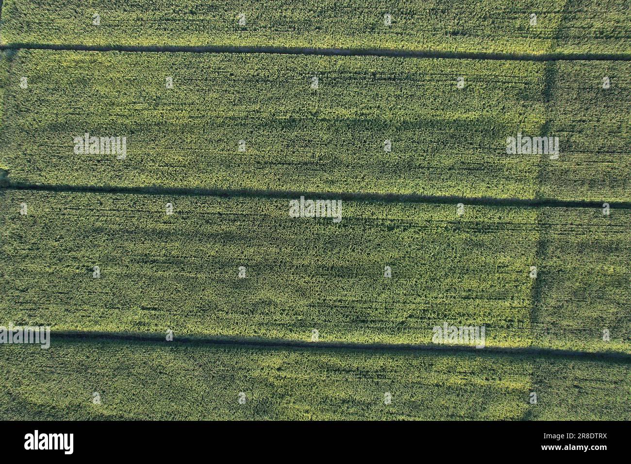 Aerial view of corn field at Vale do Paraiba, Brazil Stock Photo - Alamy