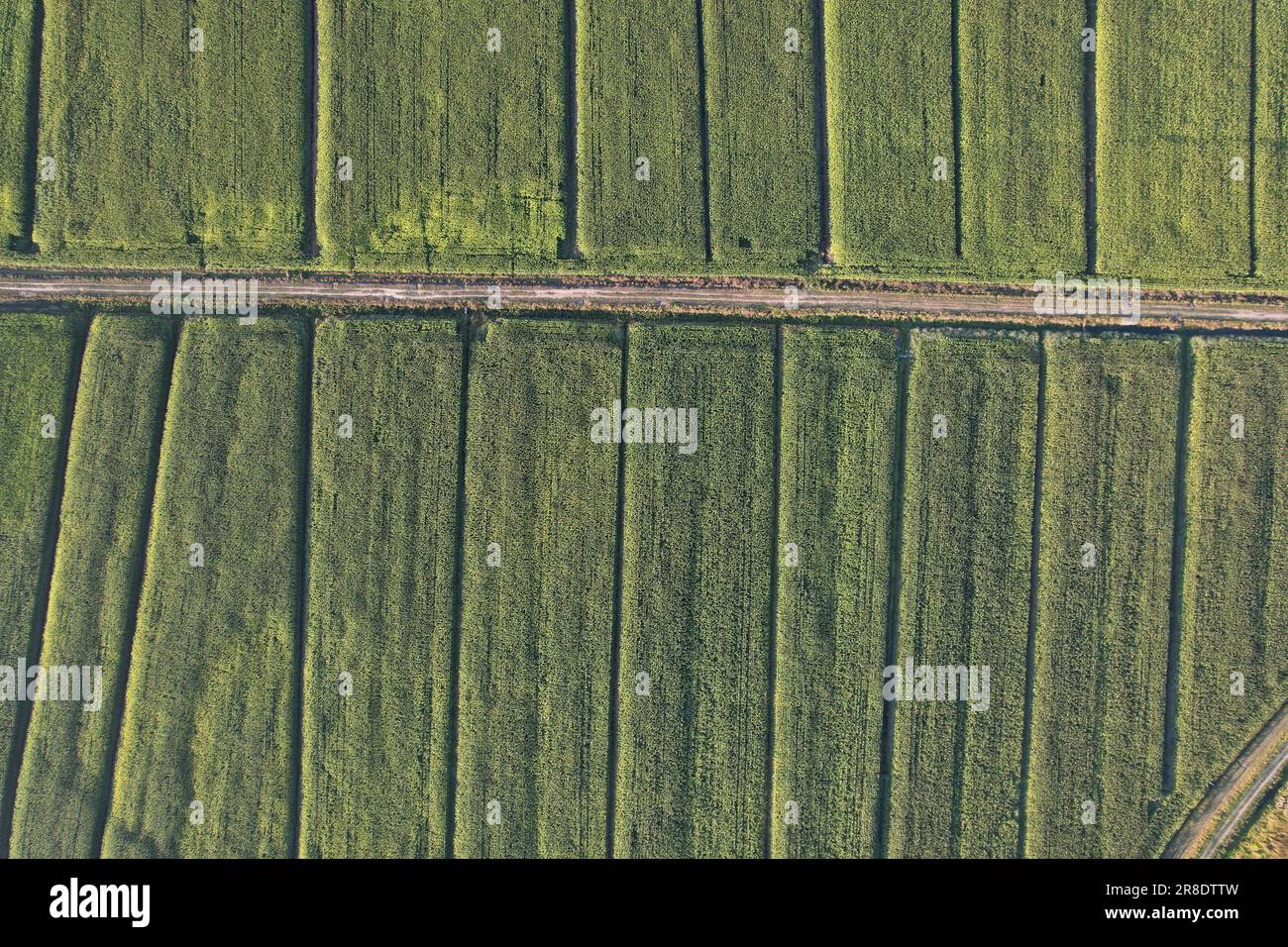 Aerial view of corn field at Vale do Paraiba, Brazil Stock Photo - Alamy