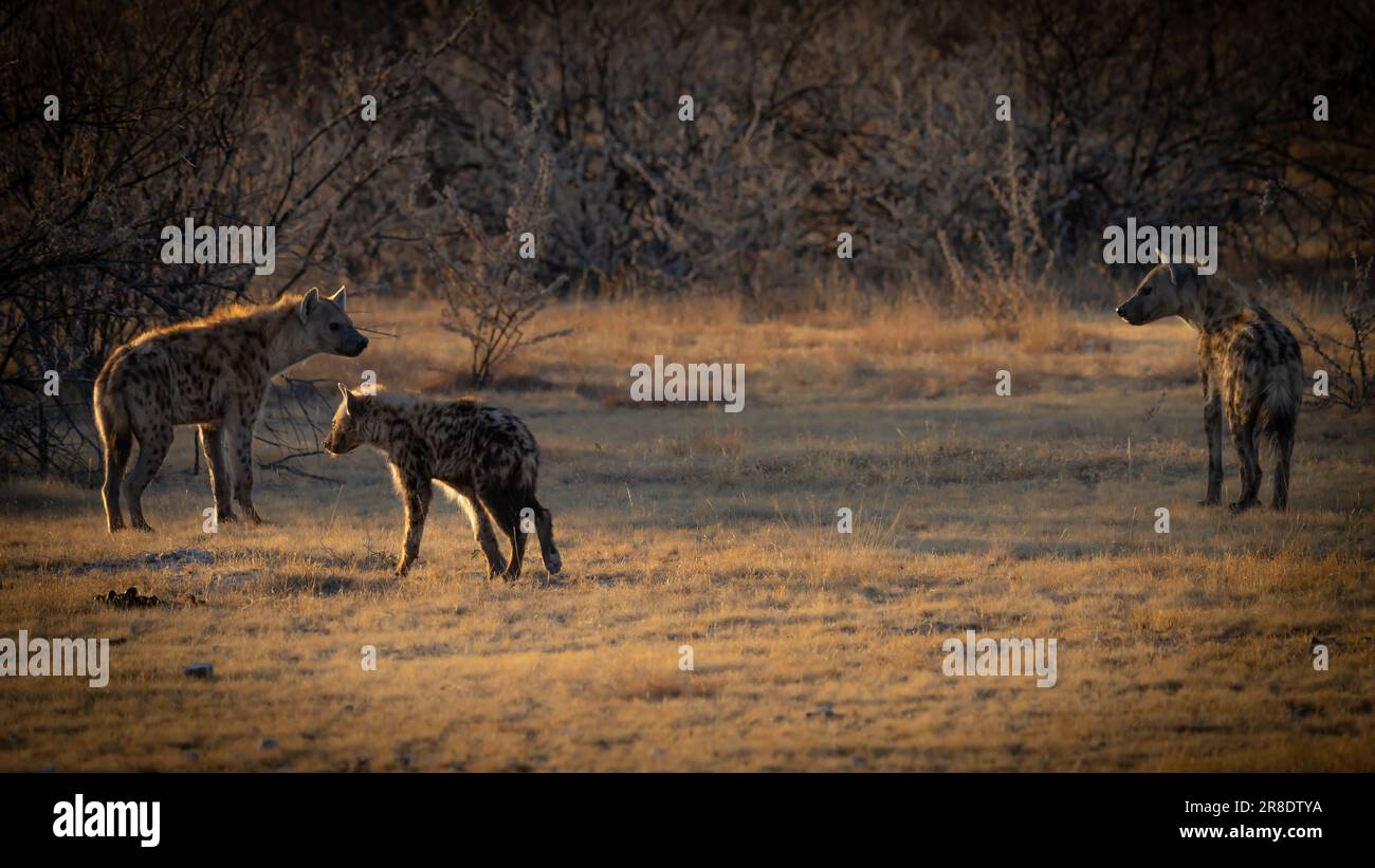 Hyena family in Etosha National Park, Namibia Stock Photo - Alamy