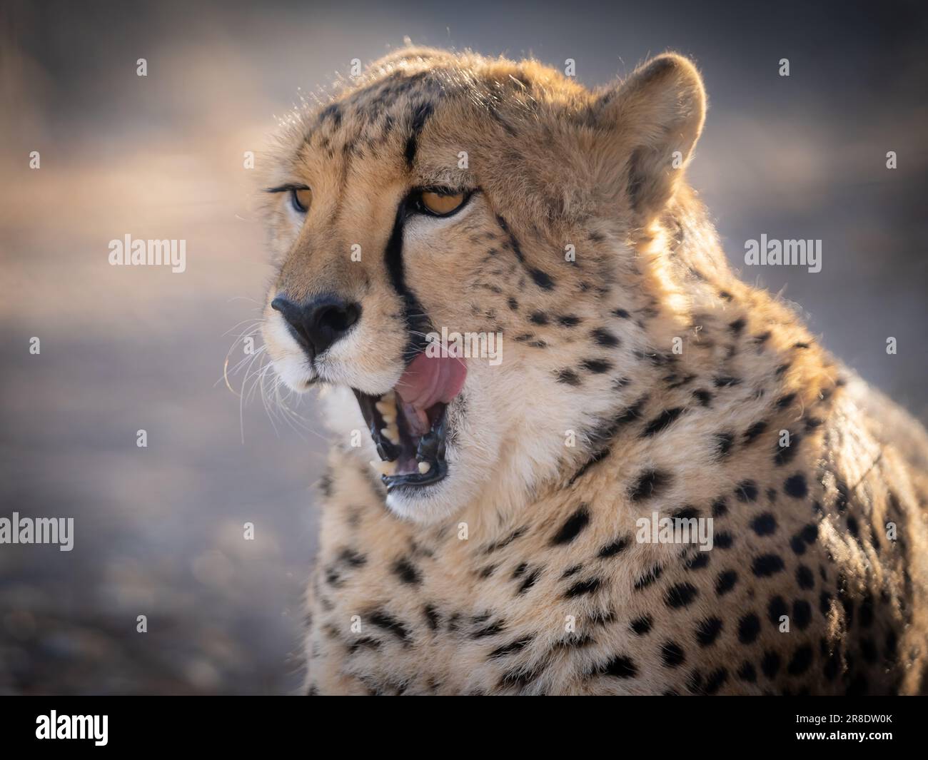 Cheetah in namibia hi-res stock photography and images - Alamy