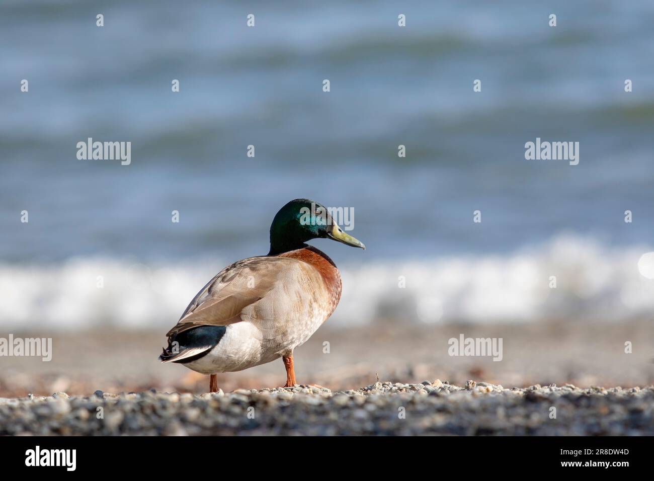 full body of male wild mollard duck in soutland new zealand Stock Photo ...
