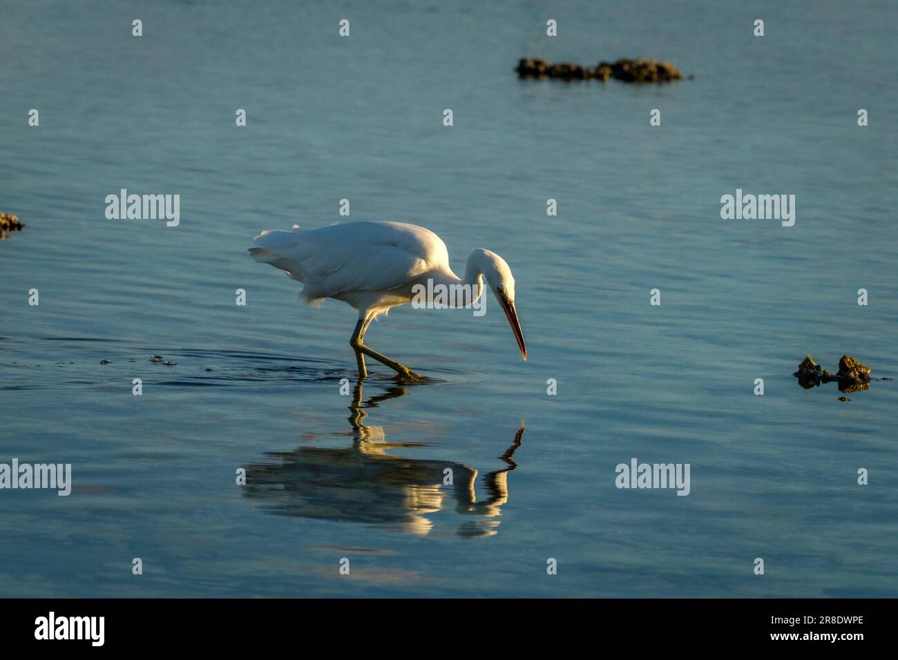 Lady Elliot Island Stock Photo - Alamy
