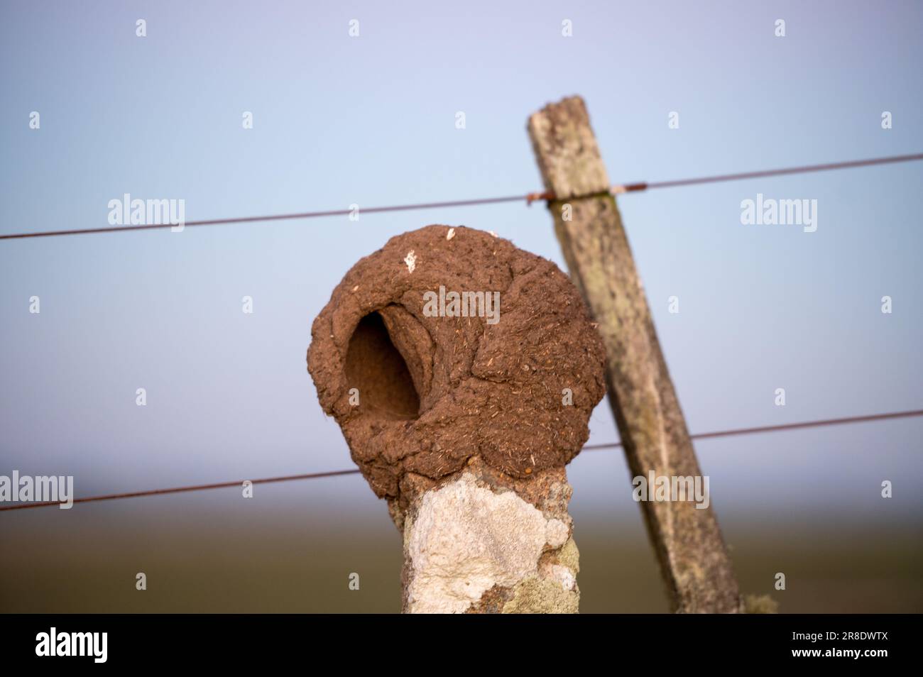 Horneros (Furnarius) nest created from mud and straw in the countryside ...