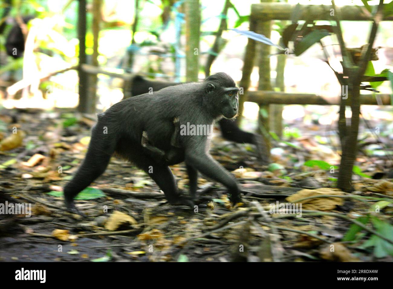 A crested macaque (Macaca nigra) carries an offspring as it is foraging ...