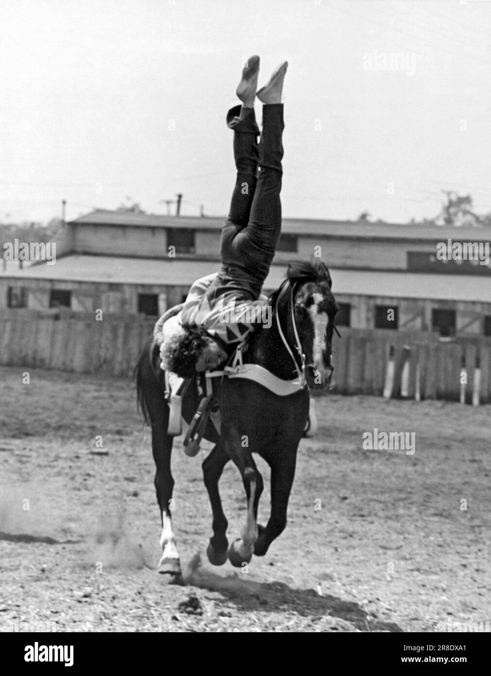 Los Angeles, California: c. 1955. A woman stunt rider does a head stand ...