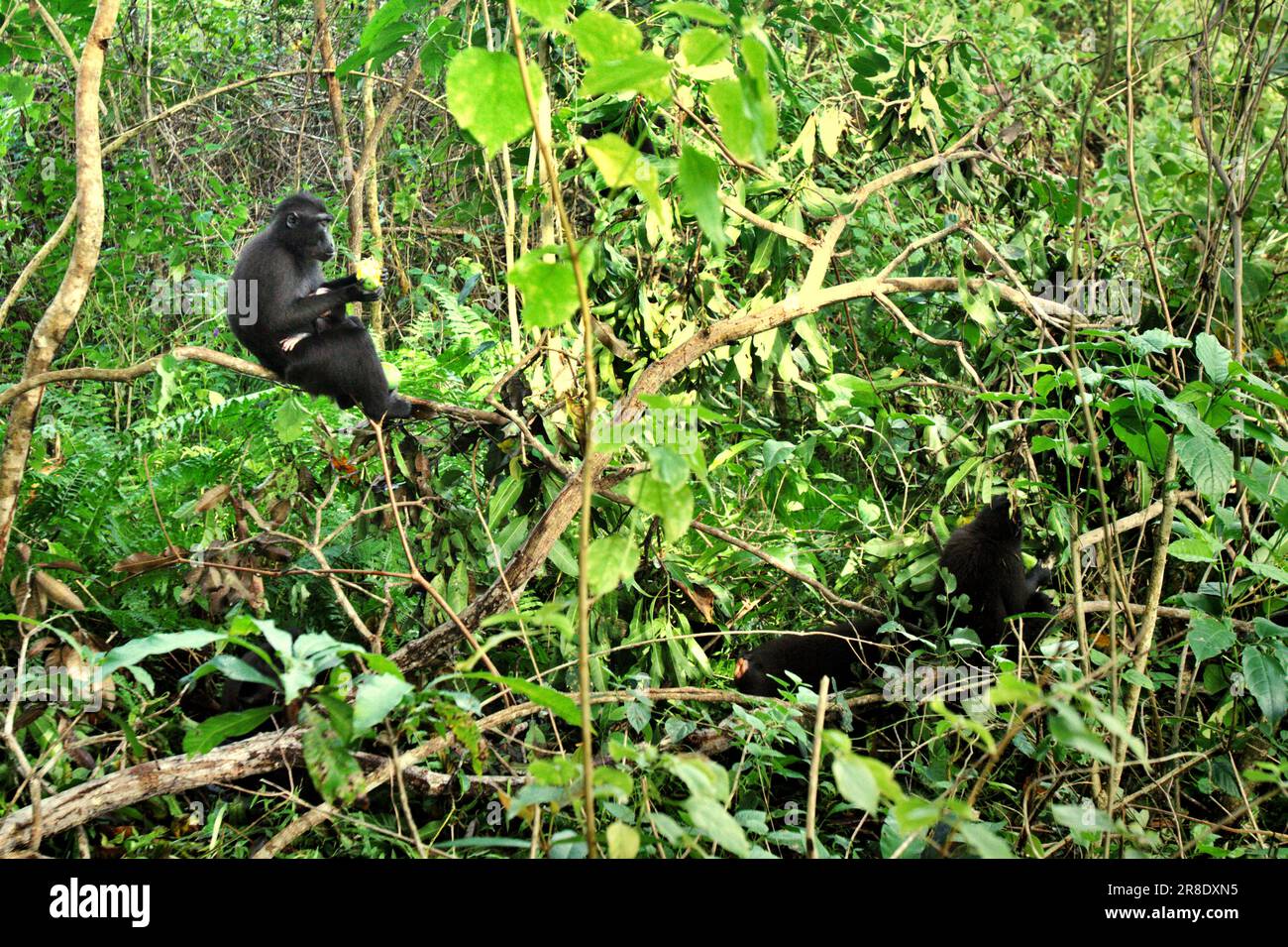 Sulawesi crested macaques (Macaca nigra) are foraging in Tangkoko ...