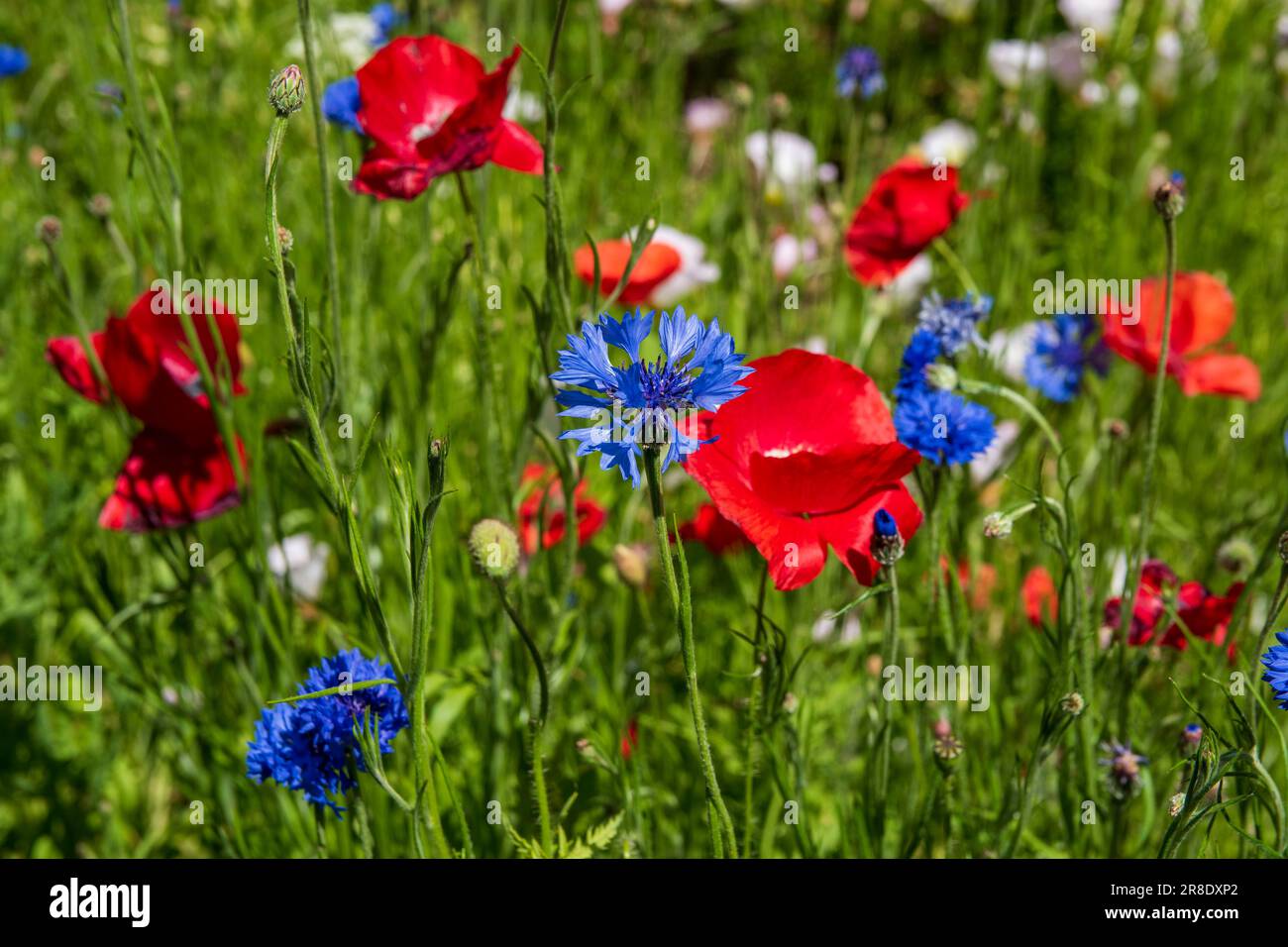 Mormon Station State Historic Park is a great place to visit for ...