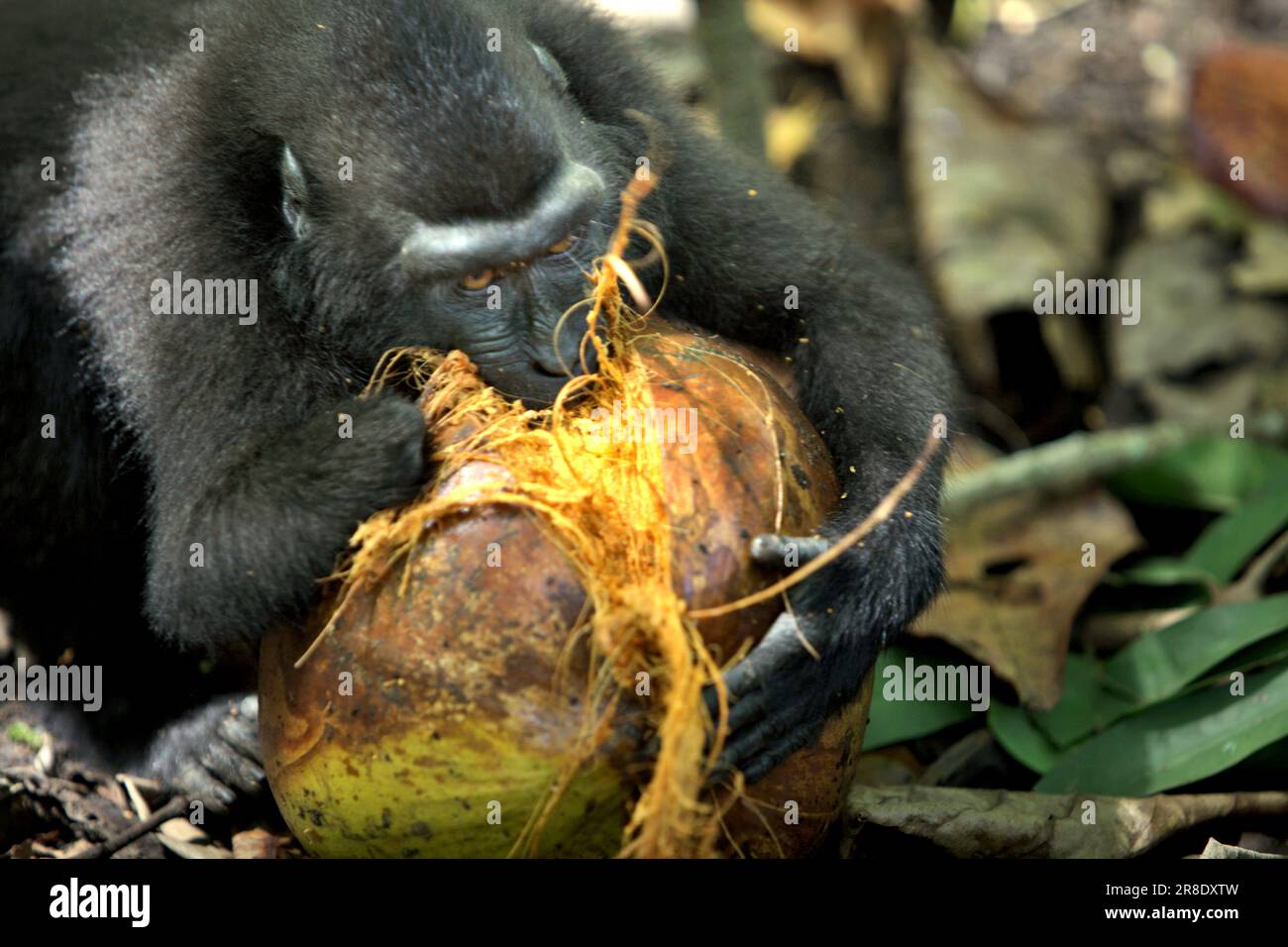 A Sulawesi crested macaque (Macaca nigra)—lost its right hand to a ...