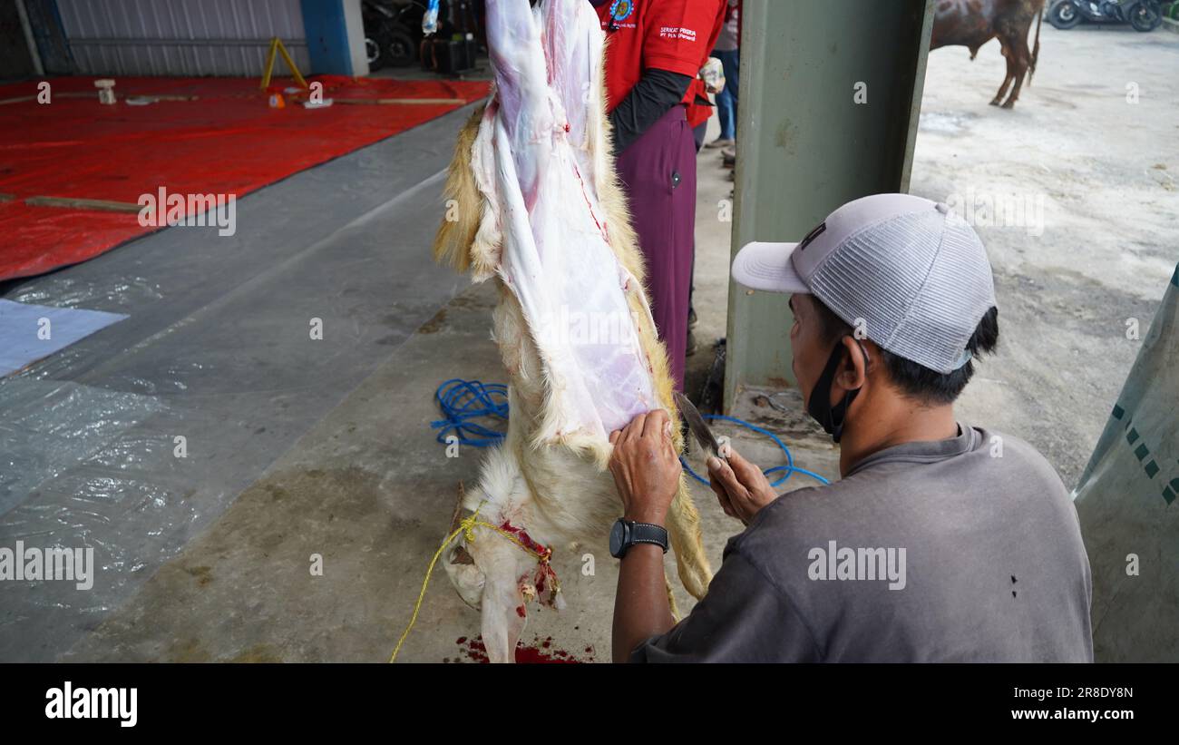 the process of cutting the sacrificial meat for each part Stock Photo ...