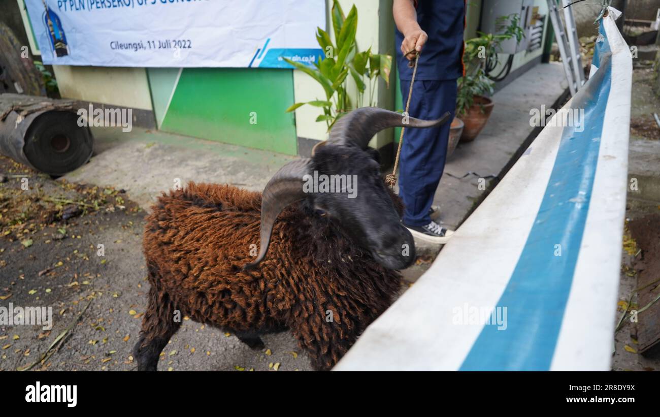 Slaughtering goats hi-res stock photography and images - Alamy