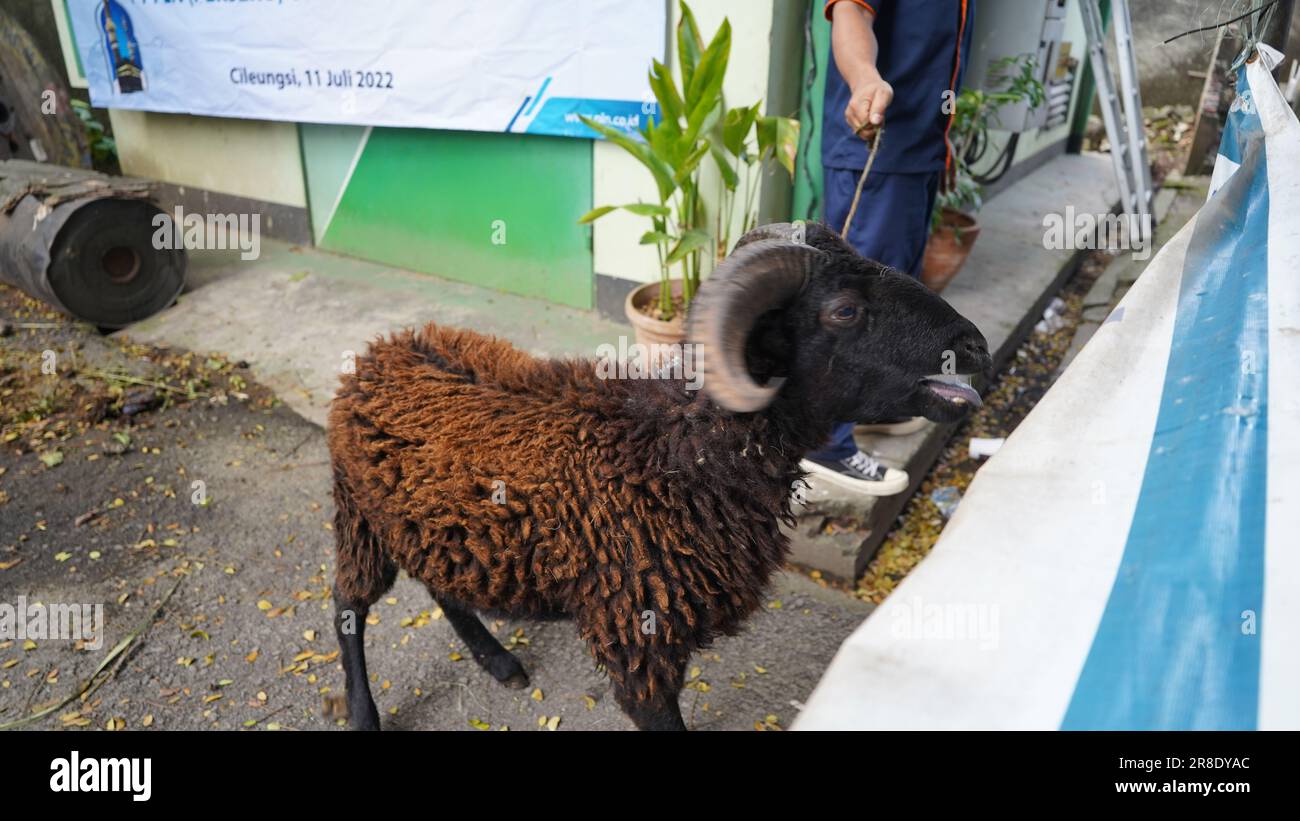 Slaughtering goats hi-res stock photography and images - Alamy