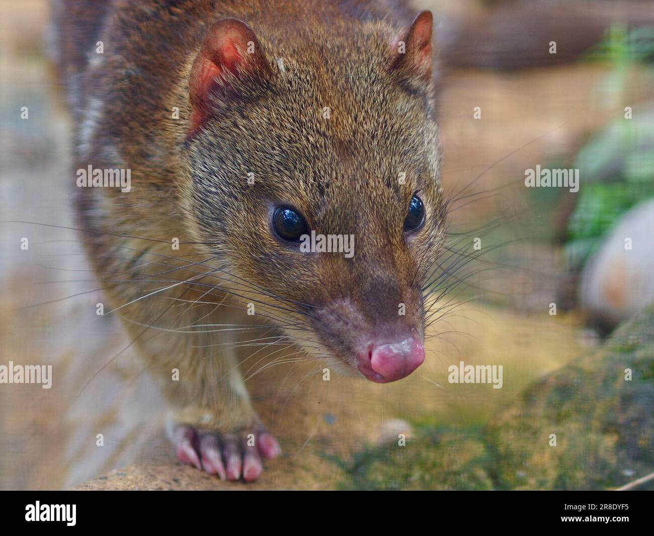 A closeup portrait of an active agile Spotted-tail Quoll in natural ...