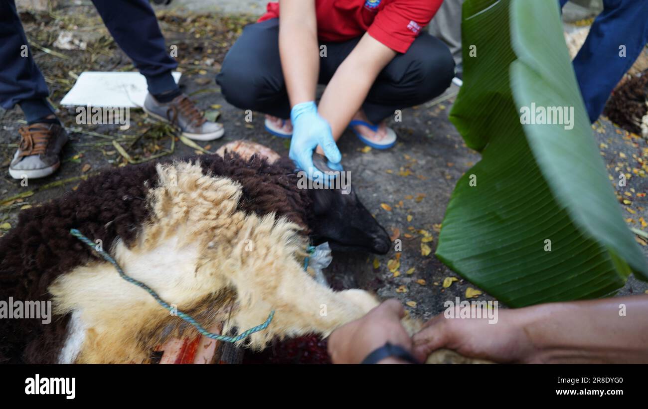 the process of cutting the sacrificial meat for each part Stock Photo ...
