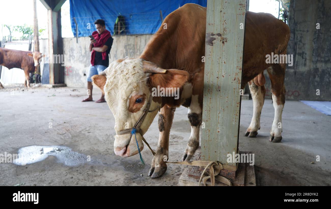 preparation before slaughtering cows, on Eid al-Adha Stock Photo - Alamy
