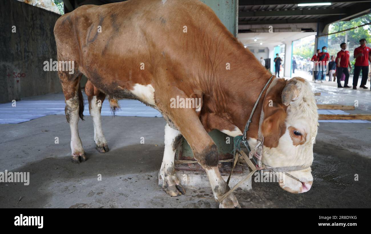 preparation before slaughtering cows, on Eid al-Adha Stock Photo - Alamy