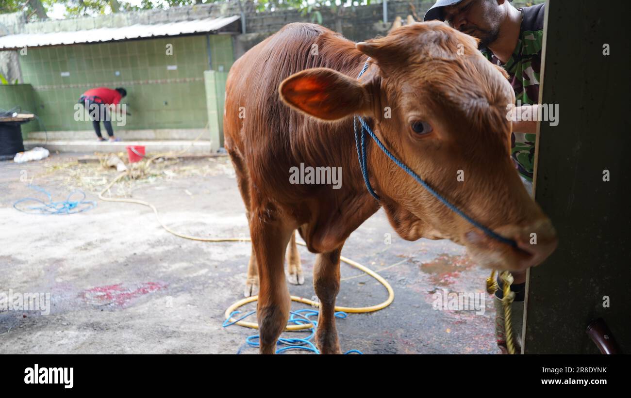 preparation before slaughtering cows, on Eid al-Adha Stock Photo - Alamy