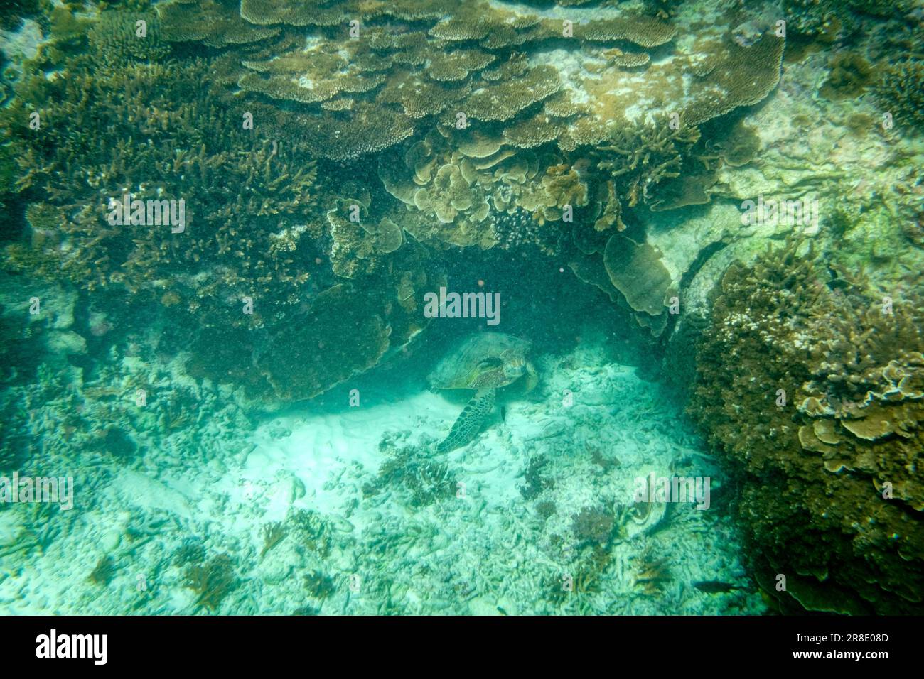 Australia lady elliot island turtle hi-res stock photography and images ...