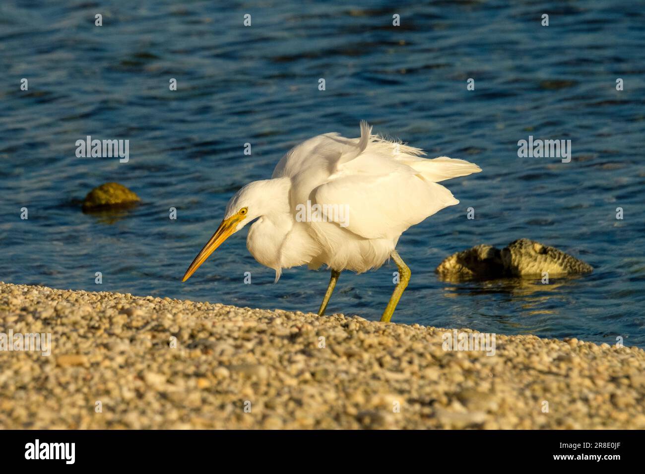 Lady Elliot Island Stock Photo - Alamy