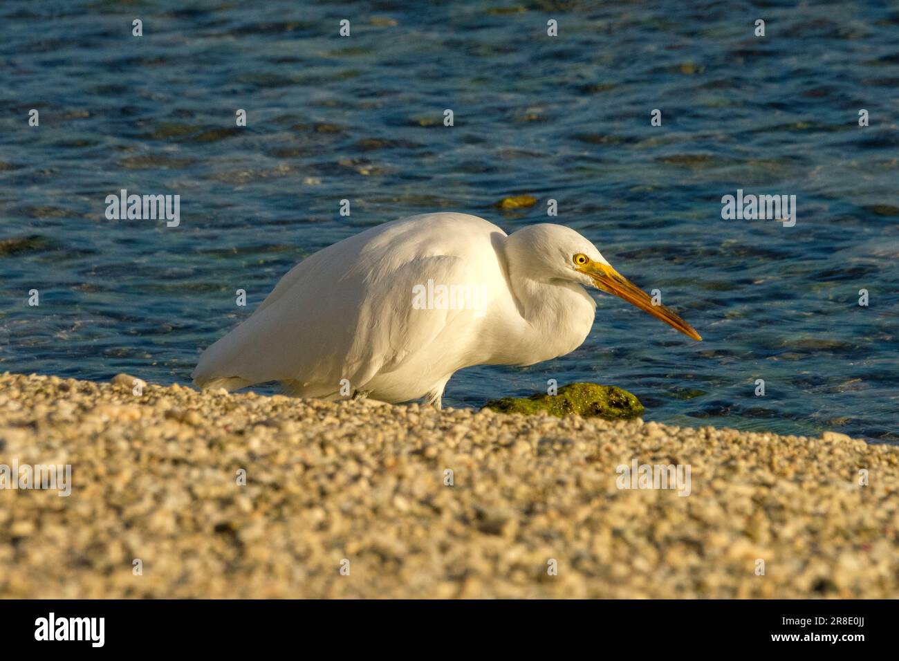 Lady Elliot Island Stock Photo - Alamy