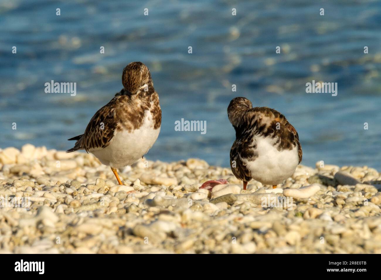 Lady Elliot Island Stock Photo - Alamy