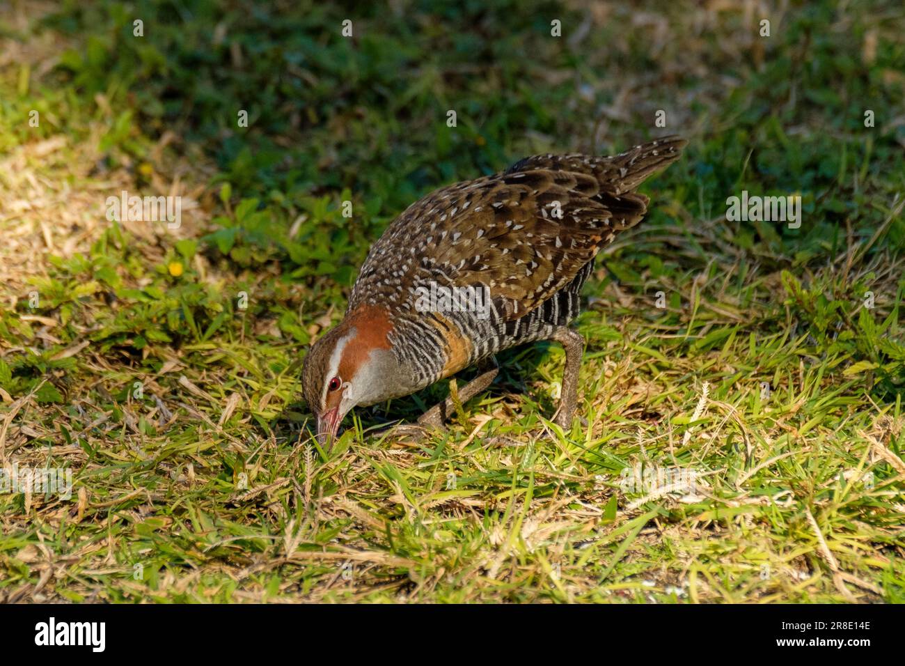 Lady Elliot Island Stock Photo - Alamy