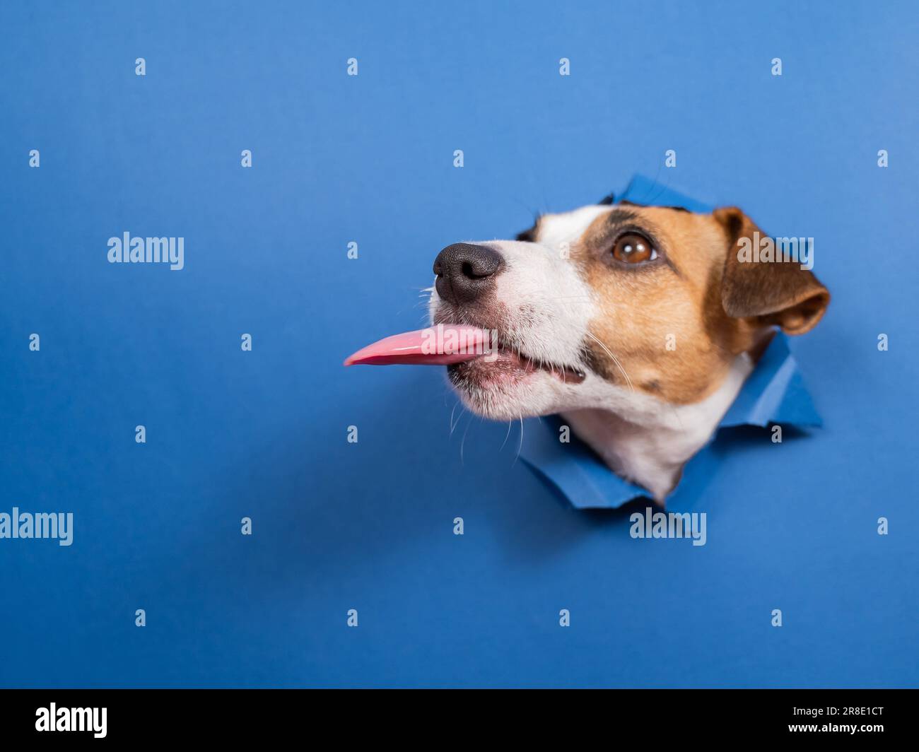 Funny dog jack russell terrier leans out of a hole in a paper blue ...