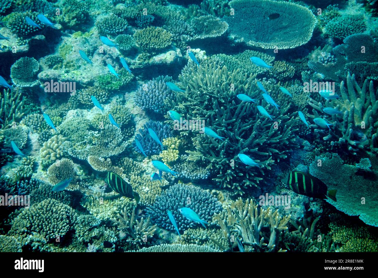 Lady Elliot Island Stock Photo - Alamy